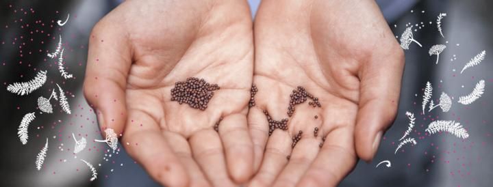 Comment choisir ses semences de plantes médicinales?